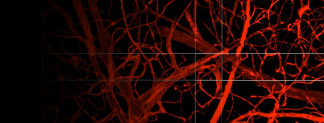 交互式显微图像可视化与分析软件 - 牛津仪器 - Imaris - 牛津仪器